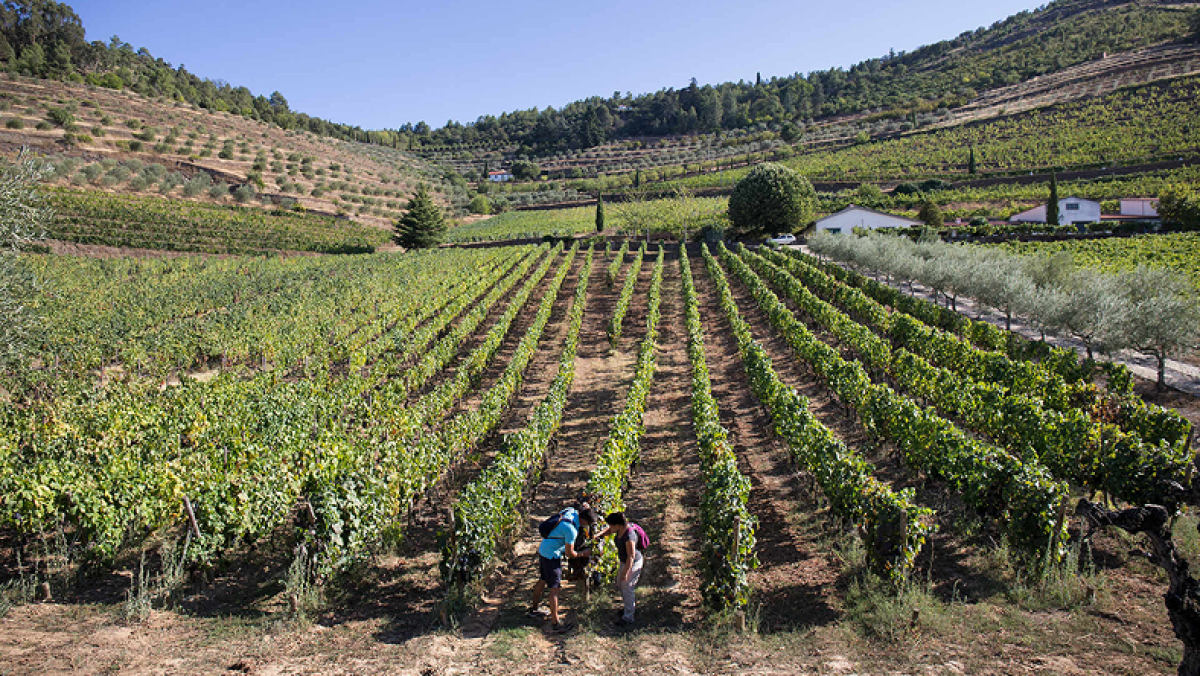 Douro International Natural Park self-guided hike tour